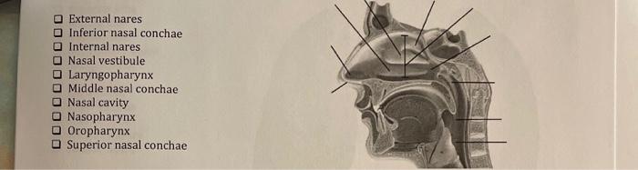 Solved External nares Inferior nasal conchae Internal nares | Chegg.com