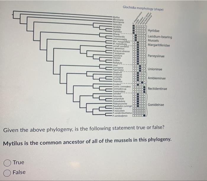 Solved Given the above phylogeny, is the following statement | Chegg.com