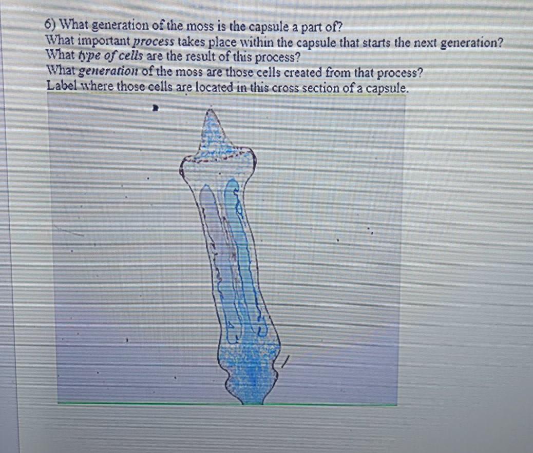 Solved 6) What generation of the moss is the capsule a part | Chegg.com