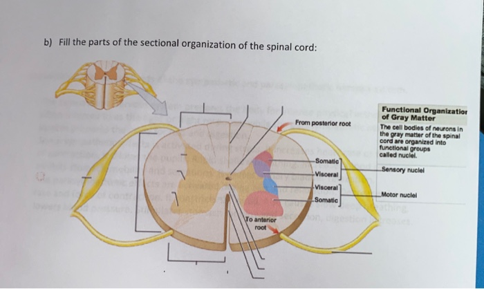 Solved fill the parts of the sectional organization of the | Chegg.com