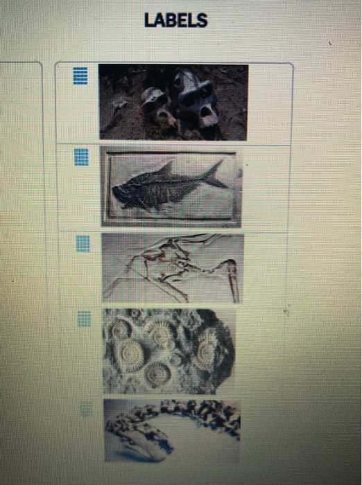 Solved Identify the most probable Location of Fossils LABELS | Chegg.com
