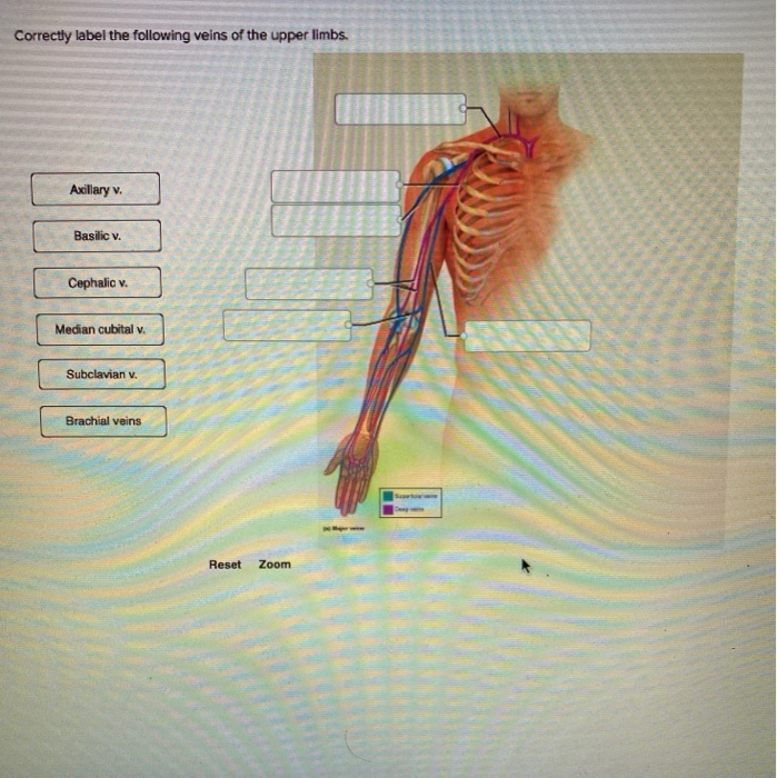 Solved Correctly label the following veins of the upper | Chegg.com