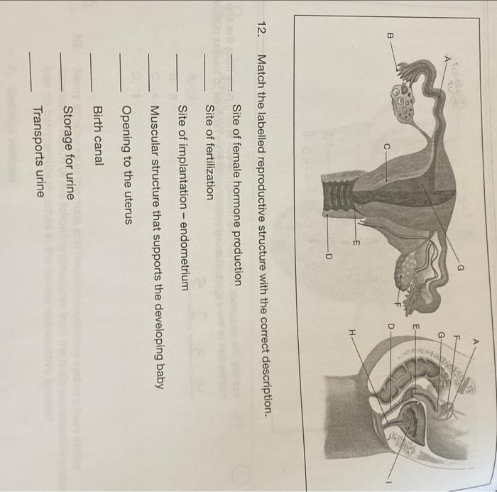 Solved F G E B D с E E H 12. Match the labelled reproductive | Chegg.com