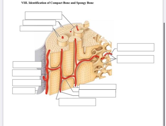 Solved VIII. Identification of Compact Bone and Spongy Bone | Chegg.com