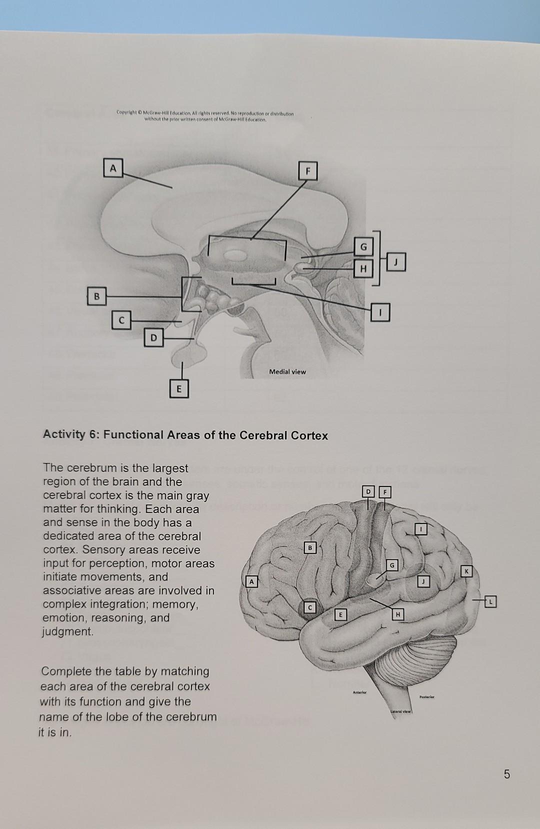 Solved Activity 3: Brainstem and Diencephalon Subdivisions | Chegg.com