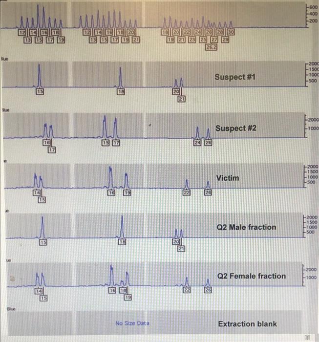 Shown are the STR typing results for the 6 STR loci | Chegg.com