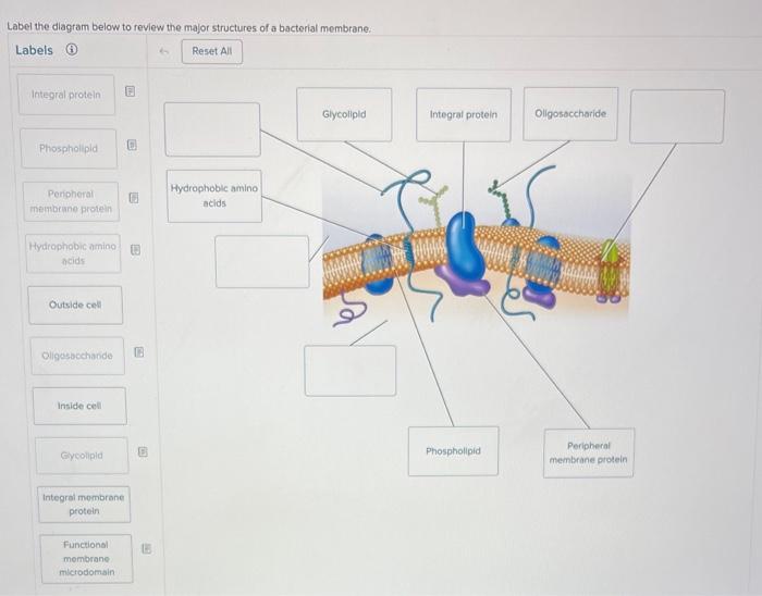 Label the diagram below to review the major | Chegg.com Label the diagram below to review the major | Chegg.com