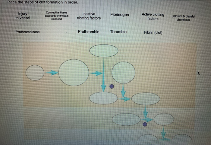 Solved Place the steps of clot formation in order. | Chegg.com