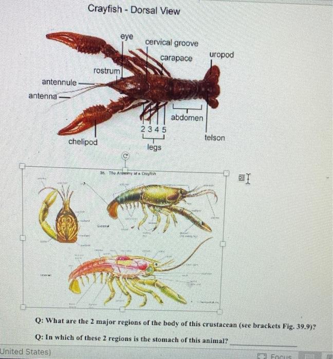 Solved Crayfish - Dorsal View eye cervical groove carapace | Chegg.com