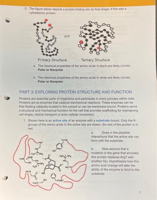Solved PART 2: PROTEIN FOLDING Protein folding is the | Chegg.com