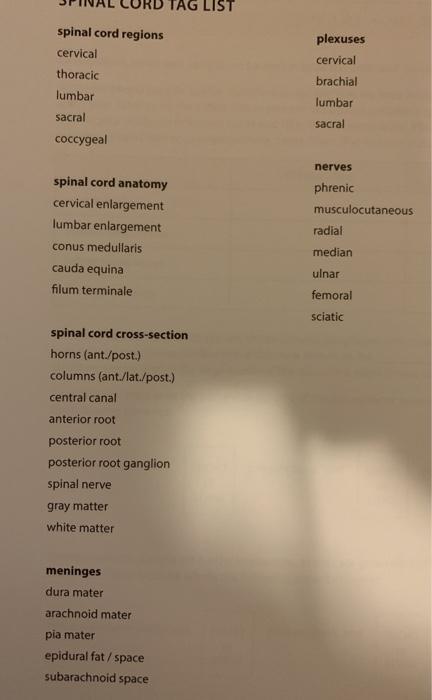 Solved LABEL this model with nerves from your tag list on p. | Chegg.com