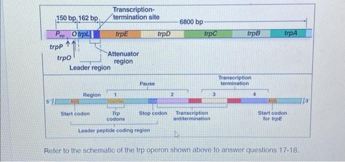 Solved Refer to the schematic of the trp operon shown above | Chegg.com