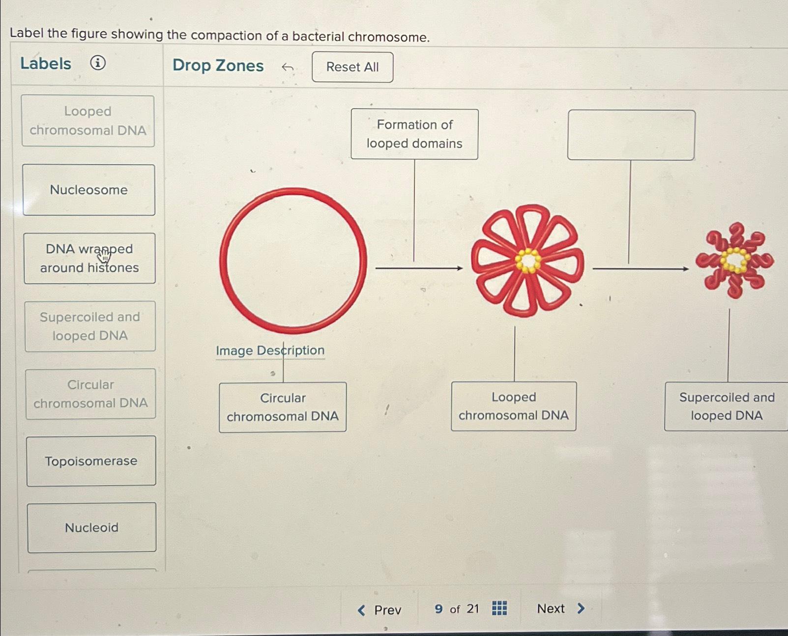 Solved Label the figure showing the compaction of a | Chegg.com