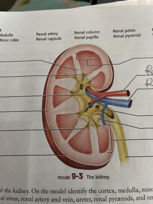 Solved 3 Medulla Minor calyx Renal artery Renal capsule | Chegg.com