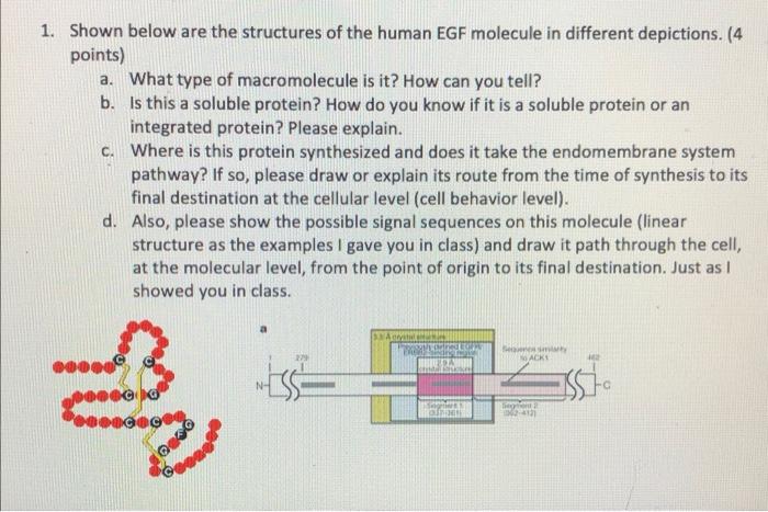 1. Shown below are the structures of the human EGF | Chegg.com