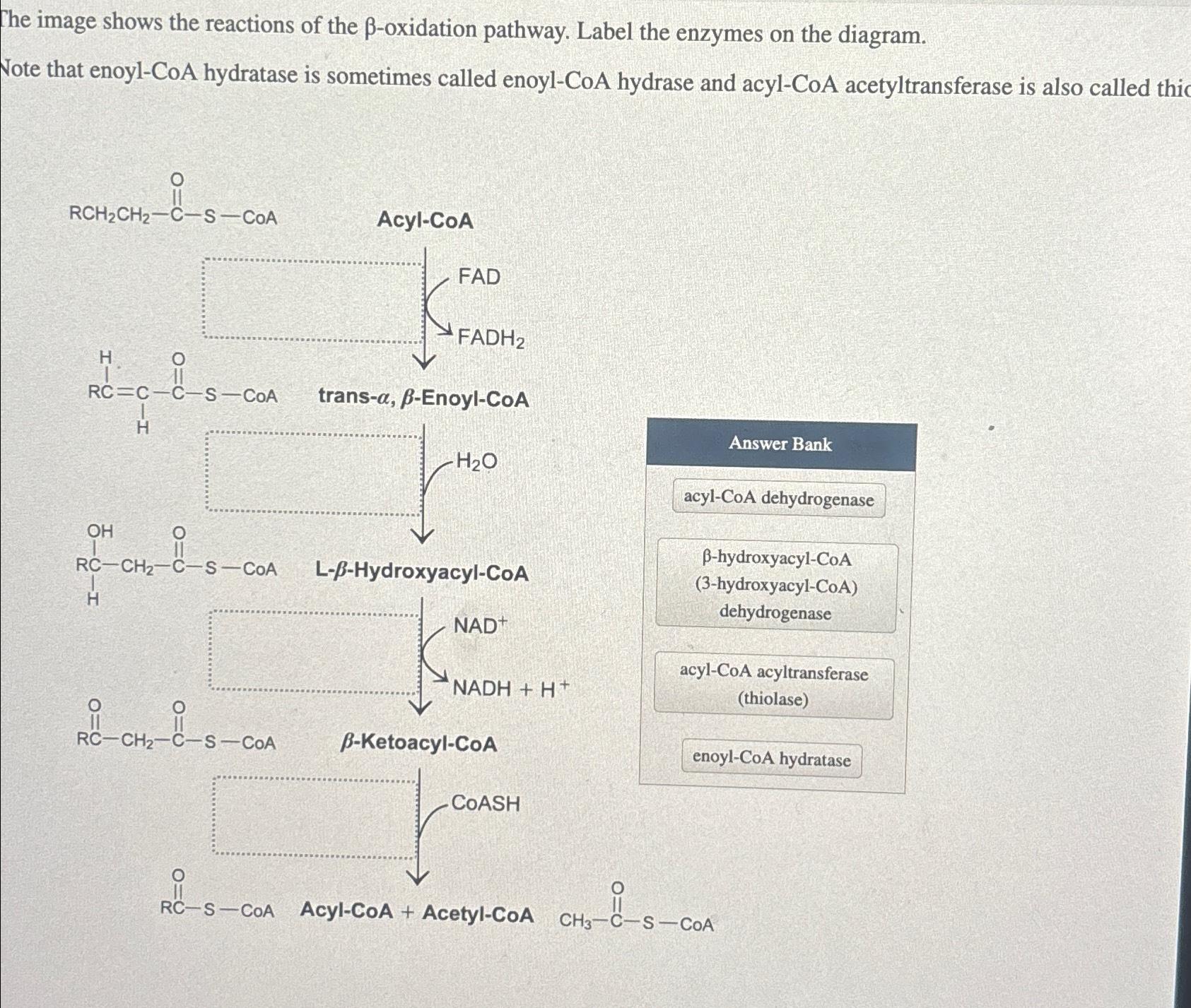 Solved The image shows the reactions of the β-oxidation | Chegg.com