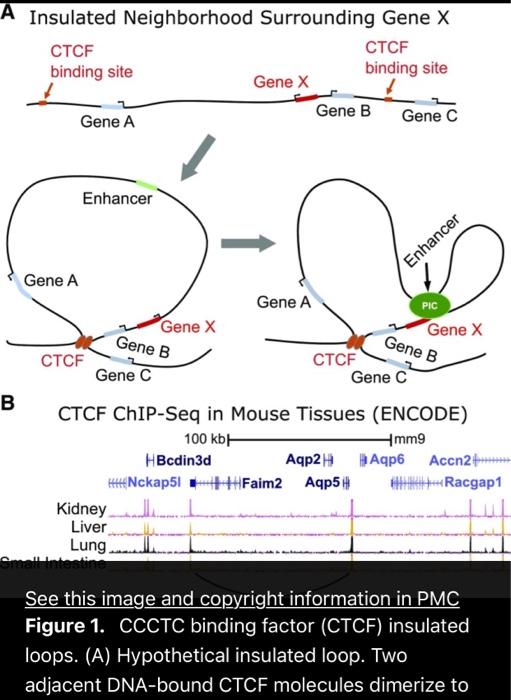 A Insulated Neighborhood Surrounding Gene X CTCF CTCF | Chegg.com