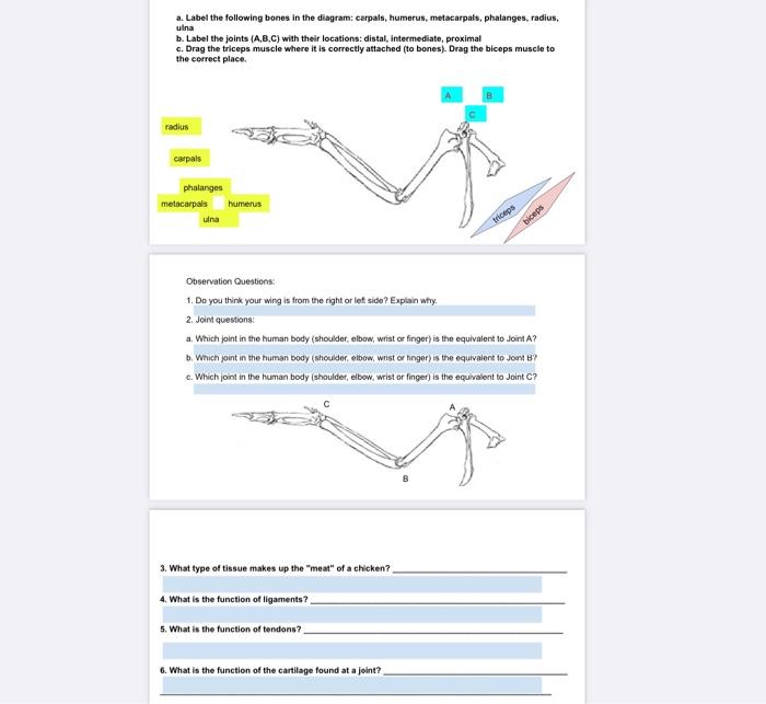 Solved Dissection of the Chicken Wing The skeletal systems | Chegg.com