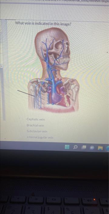 Solved What vein is indicated in this image? Cephalic vein | Chegg.com