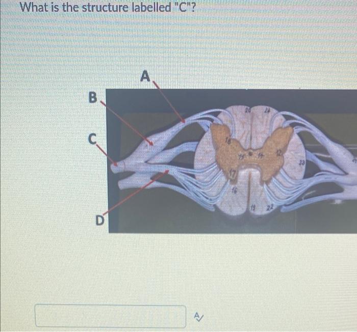 Solved What is the structure labelled "C"? А В, C D A | Chegg.com
