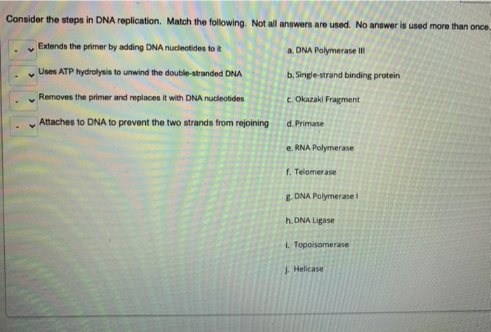 Solved Consider the steps in DNA replication. Match the | Chegg.com