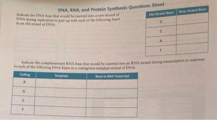 Solved DNA, RNA, and Protein Synthesis Questions Sheet New | Chegg.com