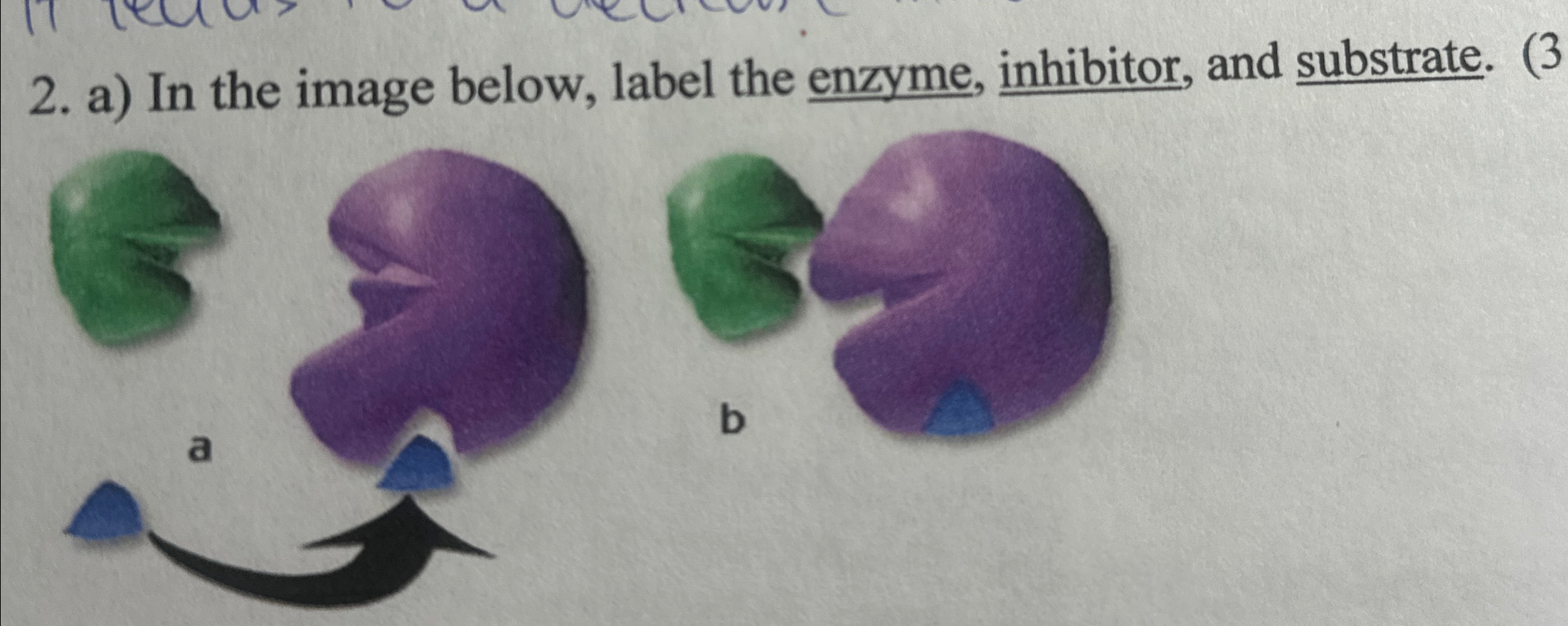Solved a) ﻿In the image below, label the enzyme, inhibitor, | Chegg.com