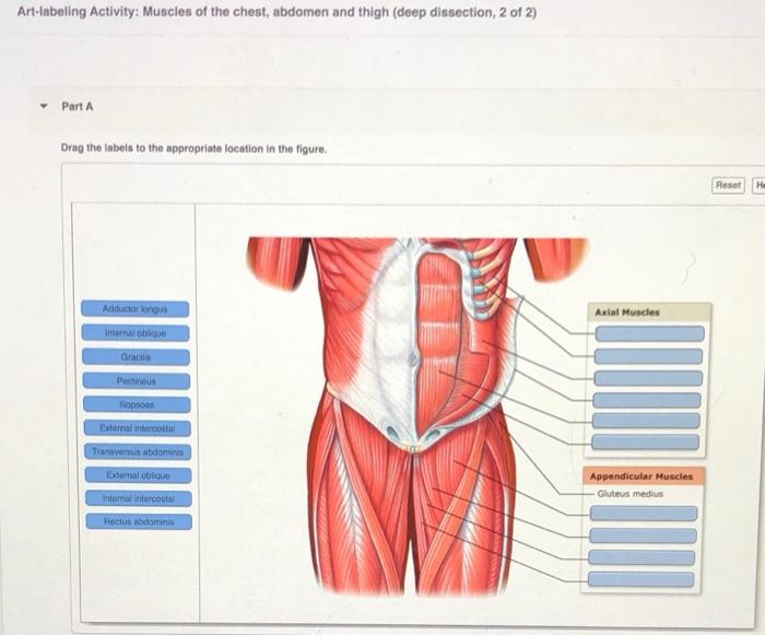 Solved Art-labeling Activity: Muscles of the chest, abdomen | Chegg.com