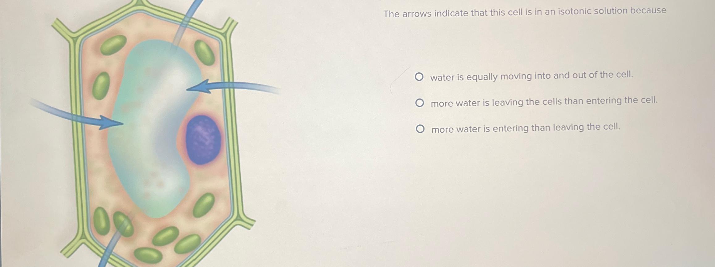 Solved The arrows indicate that this cell is in an isotonic | Chegg.com