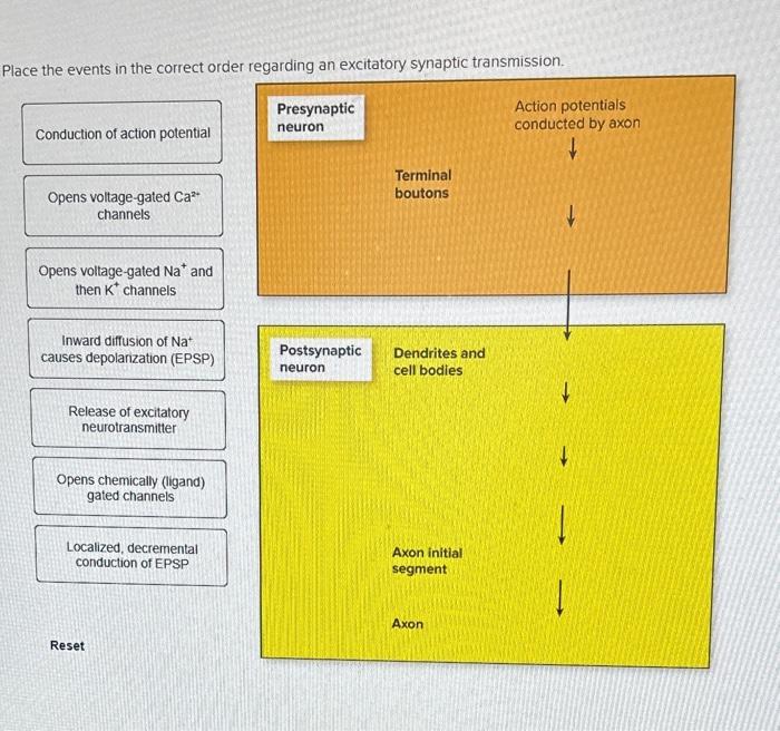 Solved Place the events in the correct order regarding an | Chegg.com