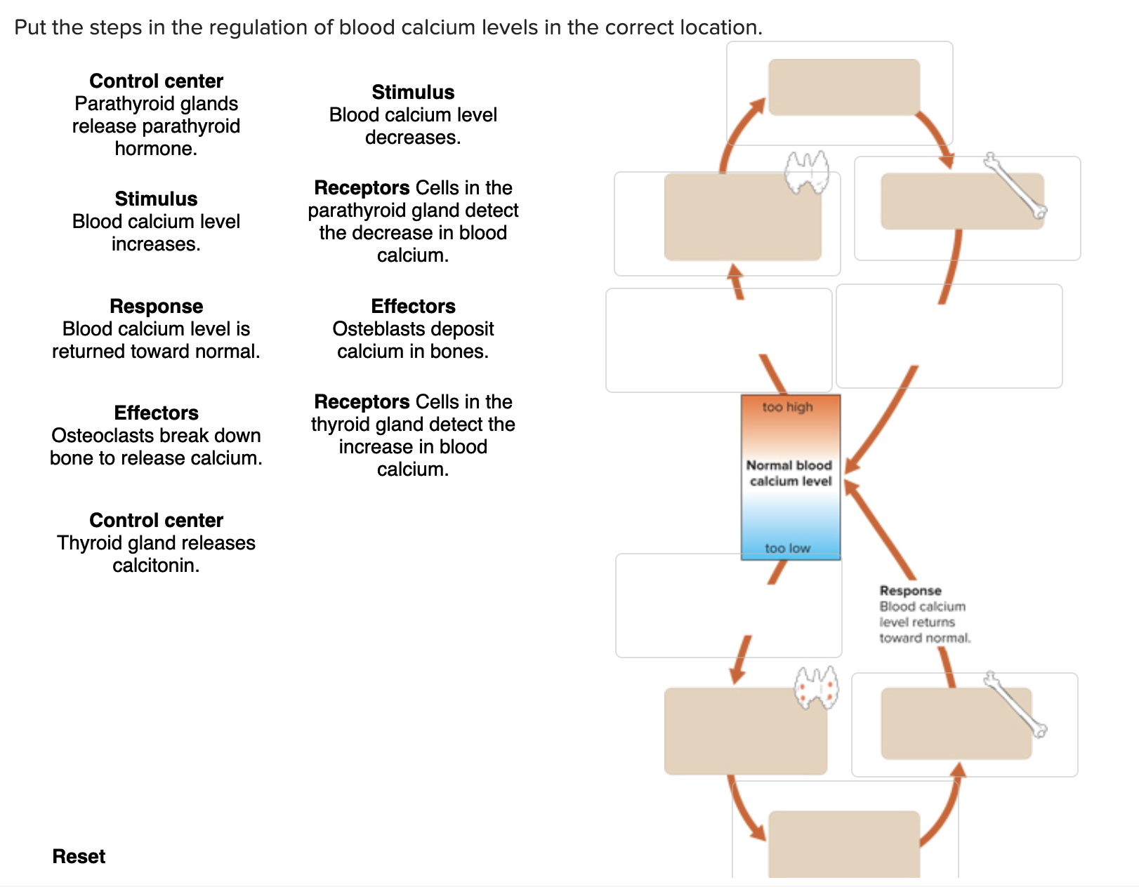 Solved Put the steps in the regulation of blood calcium | Chegg.com