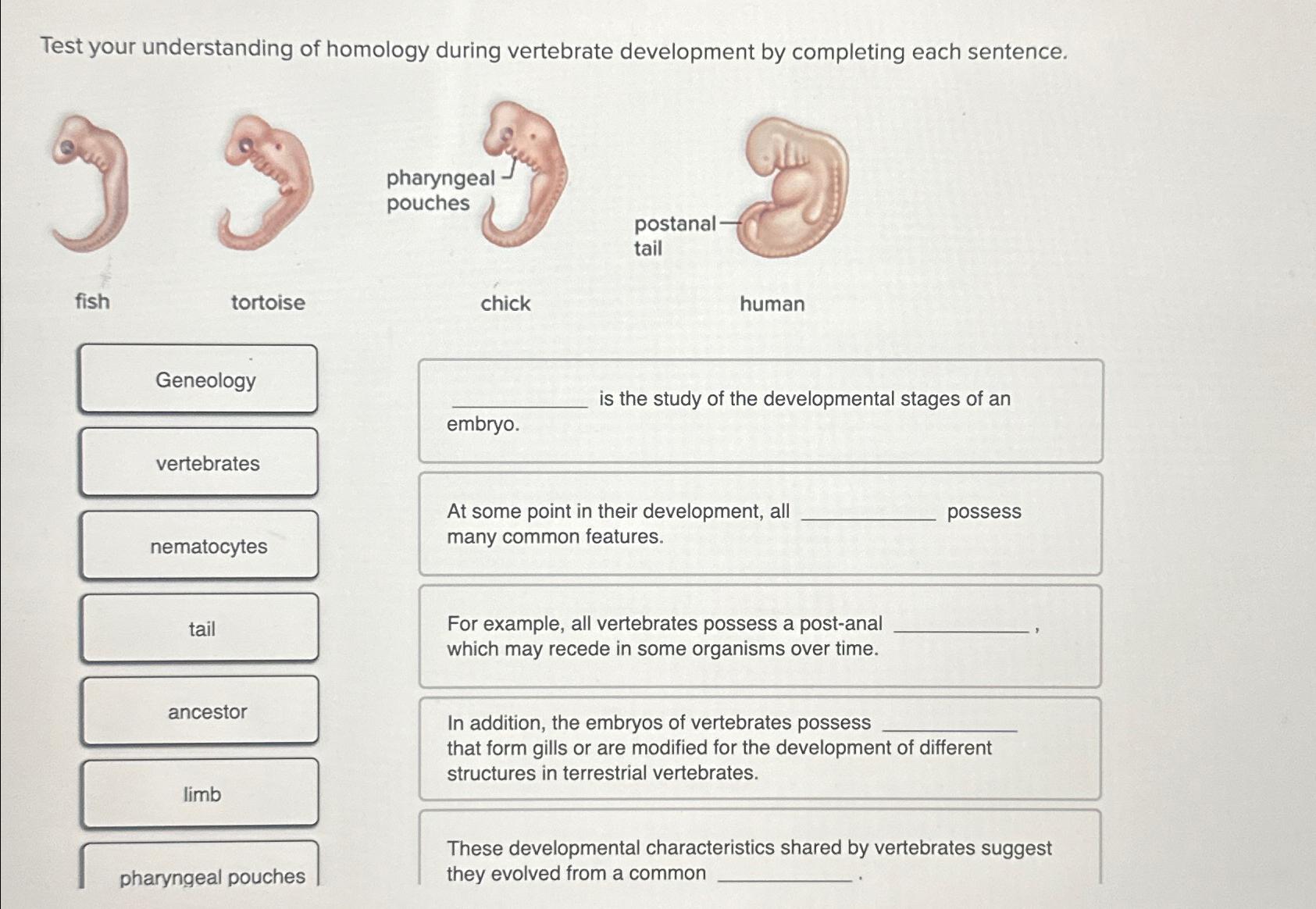 Solved Test your understanding of homology during vertebrate | Chegg.com