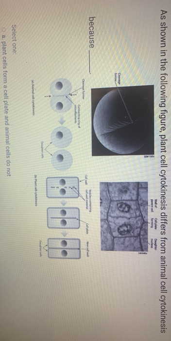 Solved Question 79 Not yet answered Normal hemoglobin DNA | Chegg.com
