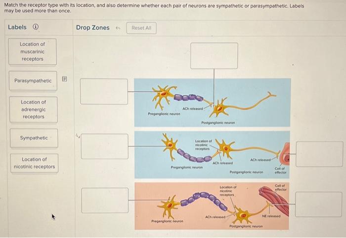 Solved Match the receptor type with its location, and also | Chegg.com