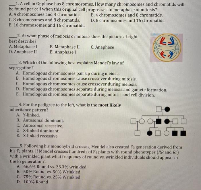 Solved 1. A cell in G2 phase has 8 chromosomes. How many | Chegg.com