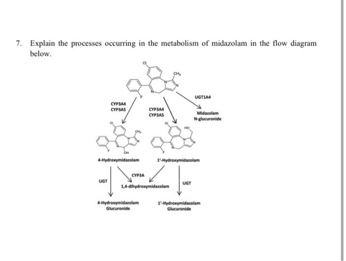 Solved 7. Explain the processes occurring in the metabolism | Chegg.com