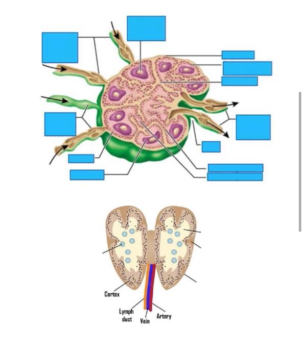 Solved Cortex Lymph duct Vein Artery | Chegg.com