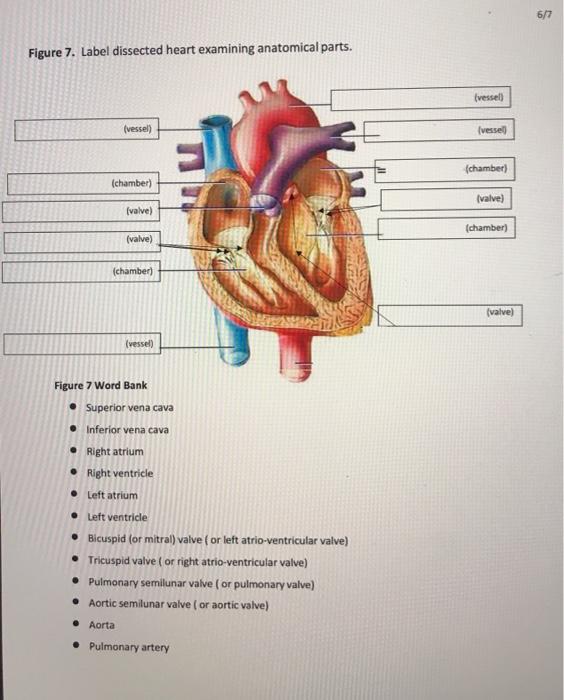 Solved 6/7 Figure 7. Label dissected heart examining | Chegg.com