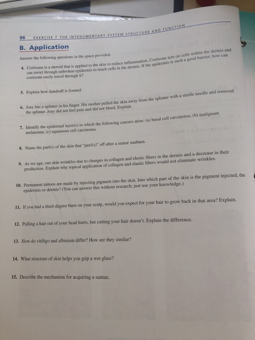 Solved EXERCISE 7 THE INTEGUMENTARY SYSTEM STRUCTURE AND | Chegg.com