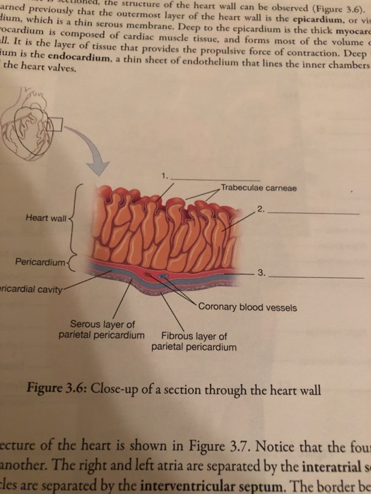 Solved Ured, the structure of the heart wall can be observed | Chegg.com