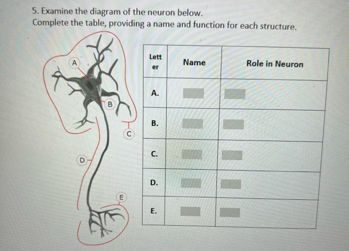 Solved 5. Examine the diagram of the neuron below. Complete | Chegg.com