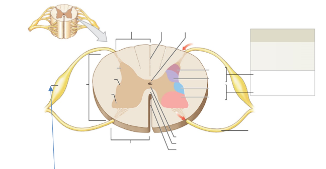 Solved Label the following structures on the transverse | Chegg.com
