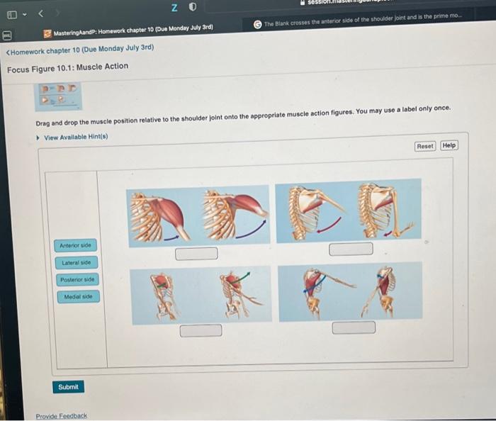 Drag and drop the muscle position relative to the | Chegg.com