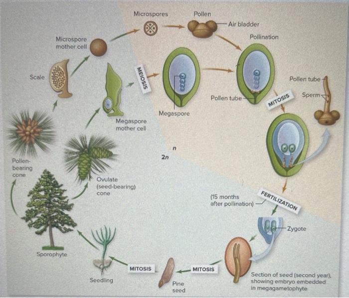 Solved Microspores Pollen Air bladder Pollination Microspore | Chegg.com