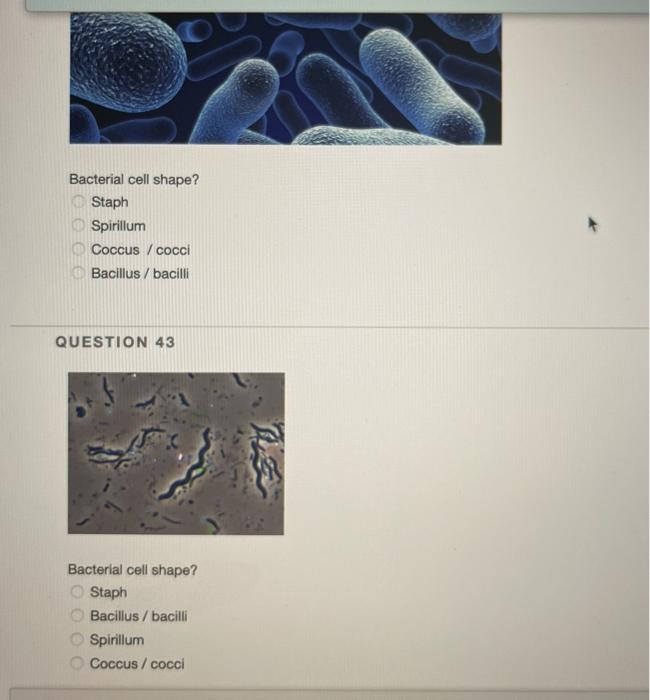 Solved Bacterial cell shape? Staph Spirillum Coccus / cocci | Chegg.com