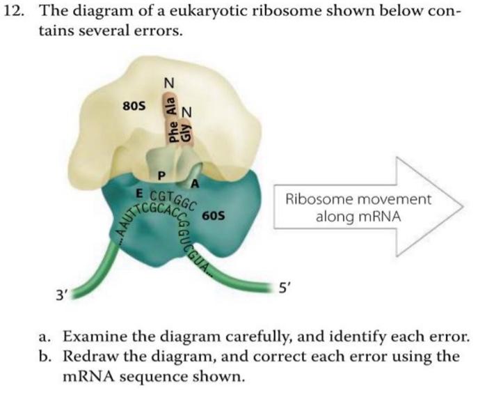 Solved 12. The diagram of a eukaryotic ribosome shown below | Chegg.com