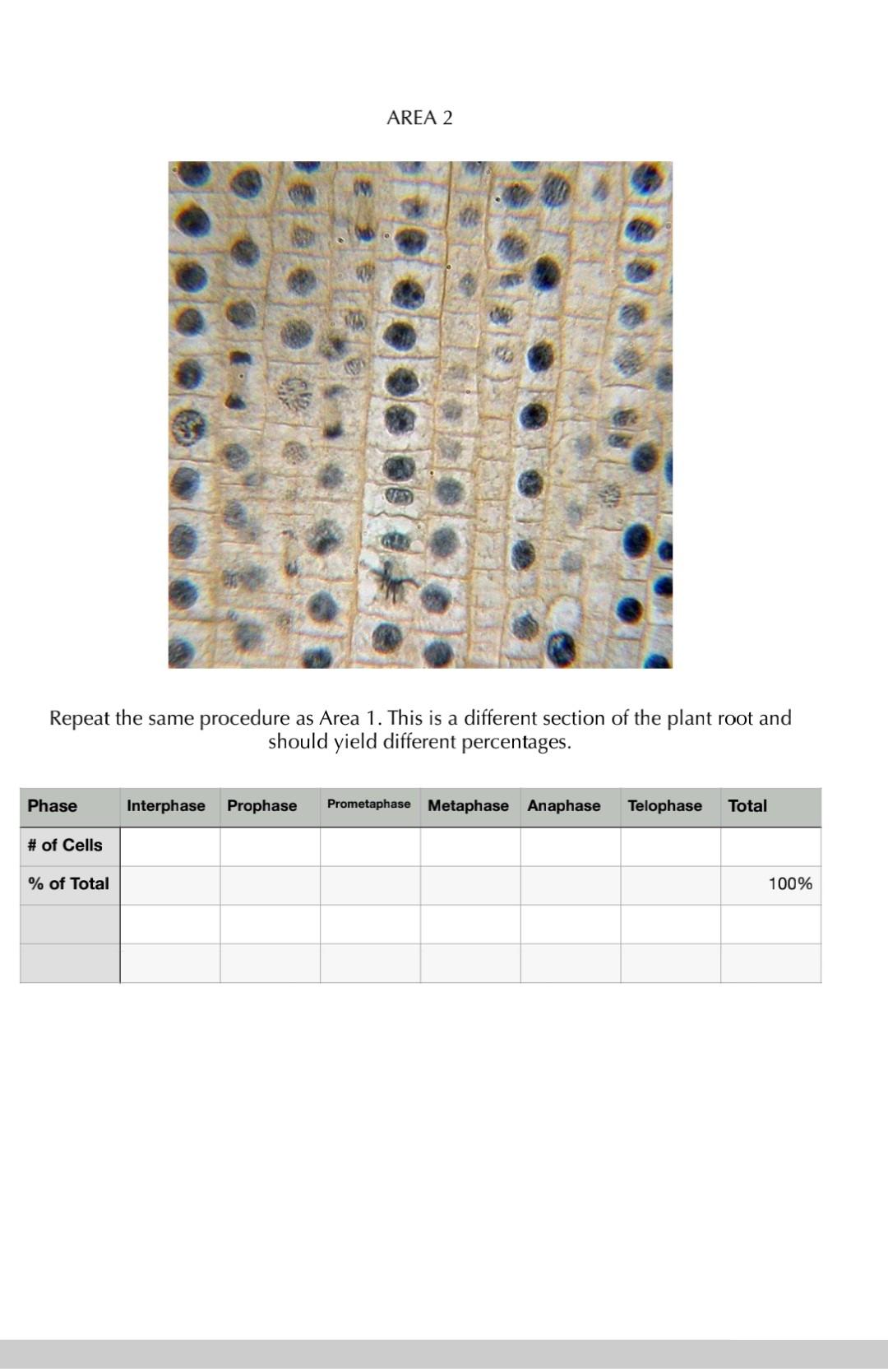 Solved Identify the stage of mitosis for each of the onion | Chegg.com