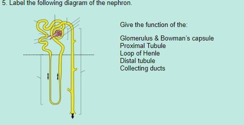 Solved 5. Label the following diagram of the nephron. Give | Chegg.com