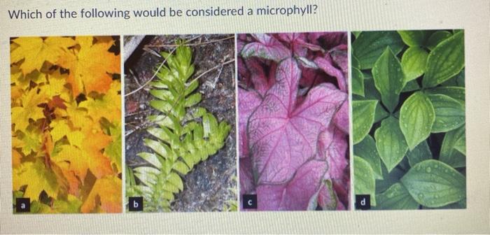 Solved Which of the following would be considered a | Chegg.com