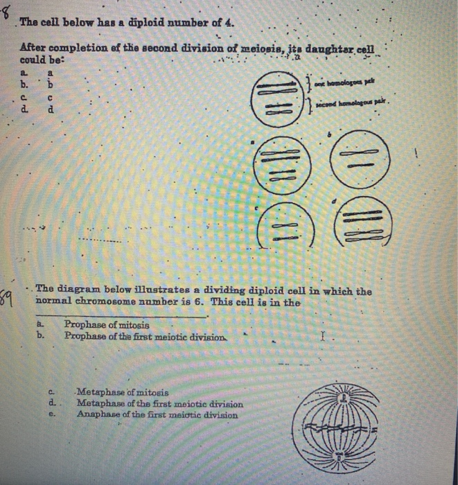 Solved The cell below has a diploid number of 4. After | Chegg.com